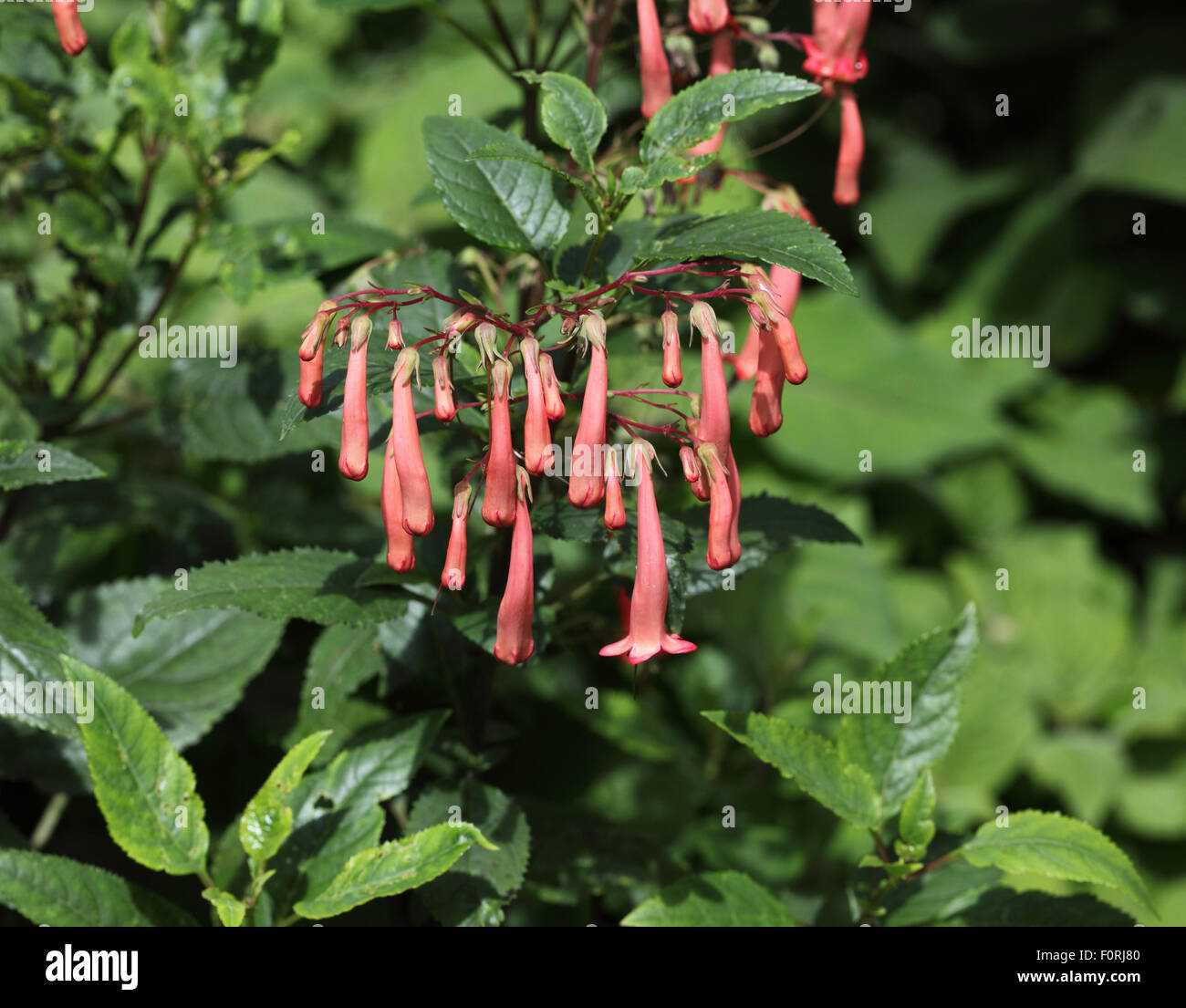 Phygelius x Rectus Somerford Kirmes Orange "Yapor" Nahaufnahme Blume ...