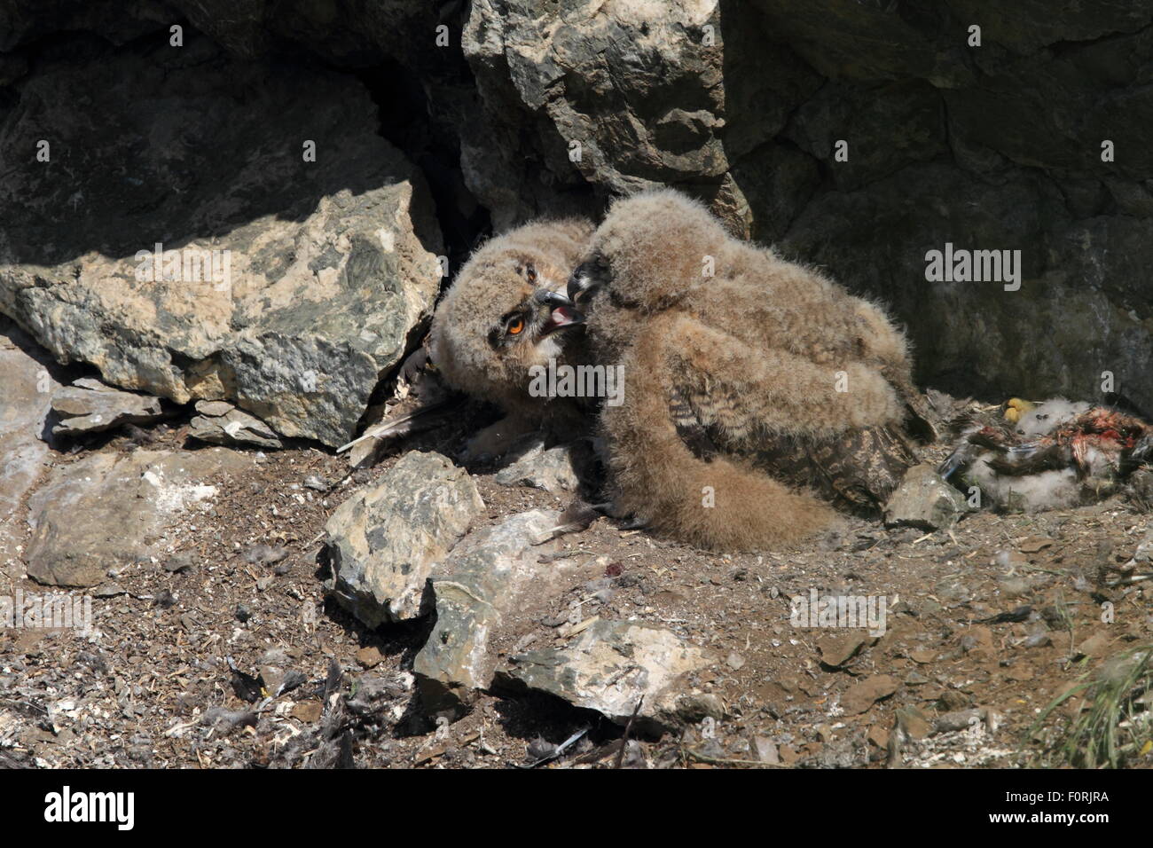 Baby, uhu -Fotos und -Bildmaterial in hoher Auflösung – Alamy
