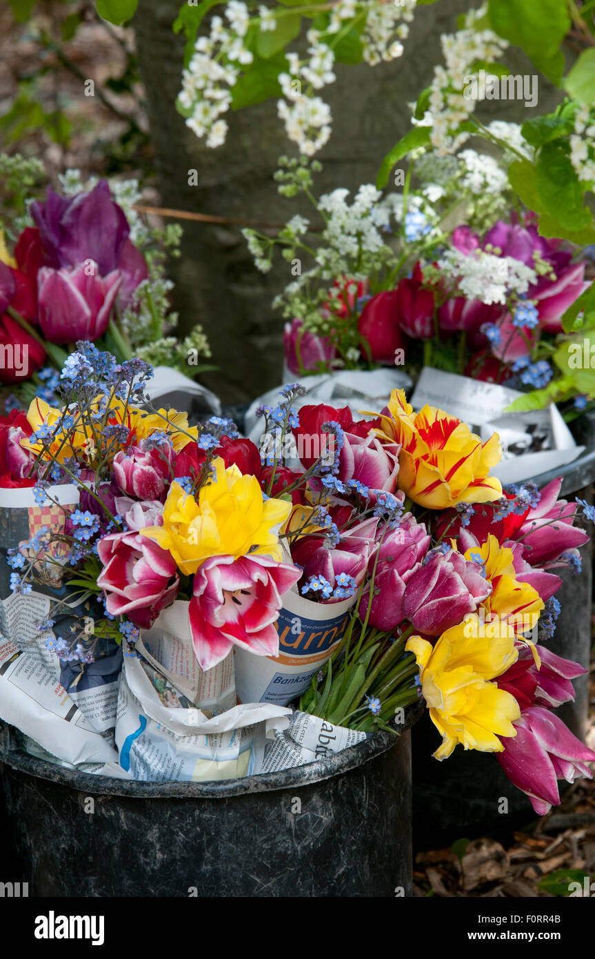 Tulpe tulpen blume blumen zeitung -Fotos und -Bildmaterial in hoher ...