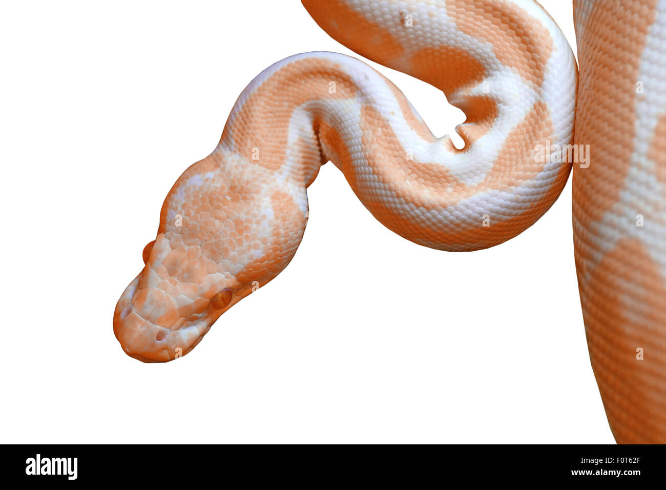 Python python reticulatus -Fotos und -Bildmaterial in hoher Auflösung ...