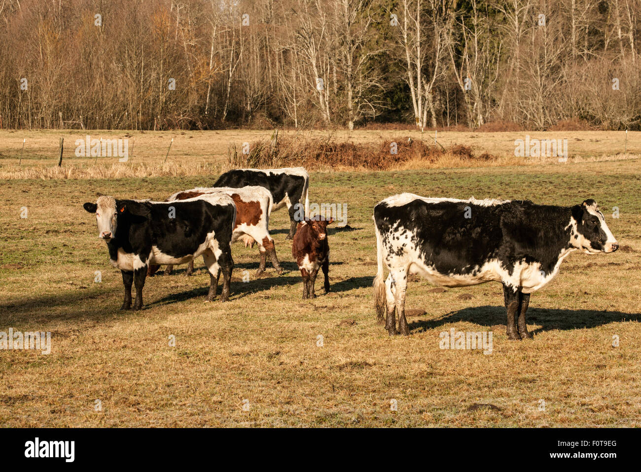 Herde von rindern in einer koppel -Fotos und -Bildmaterial in hoher ...