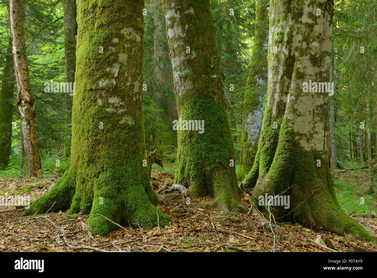 Spruce picea abies forest habitat -Fotos und -Bildmaterial in hoher ...