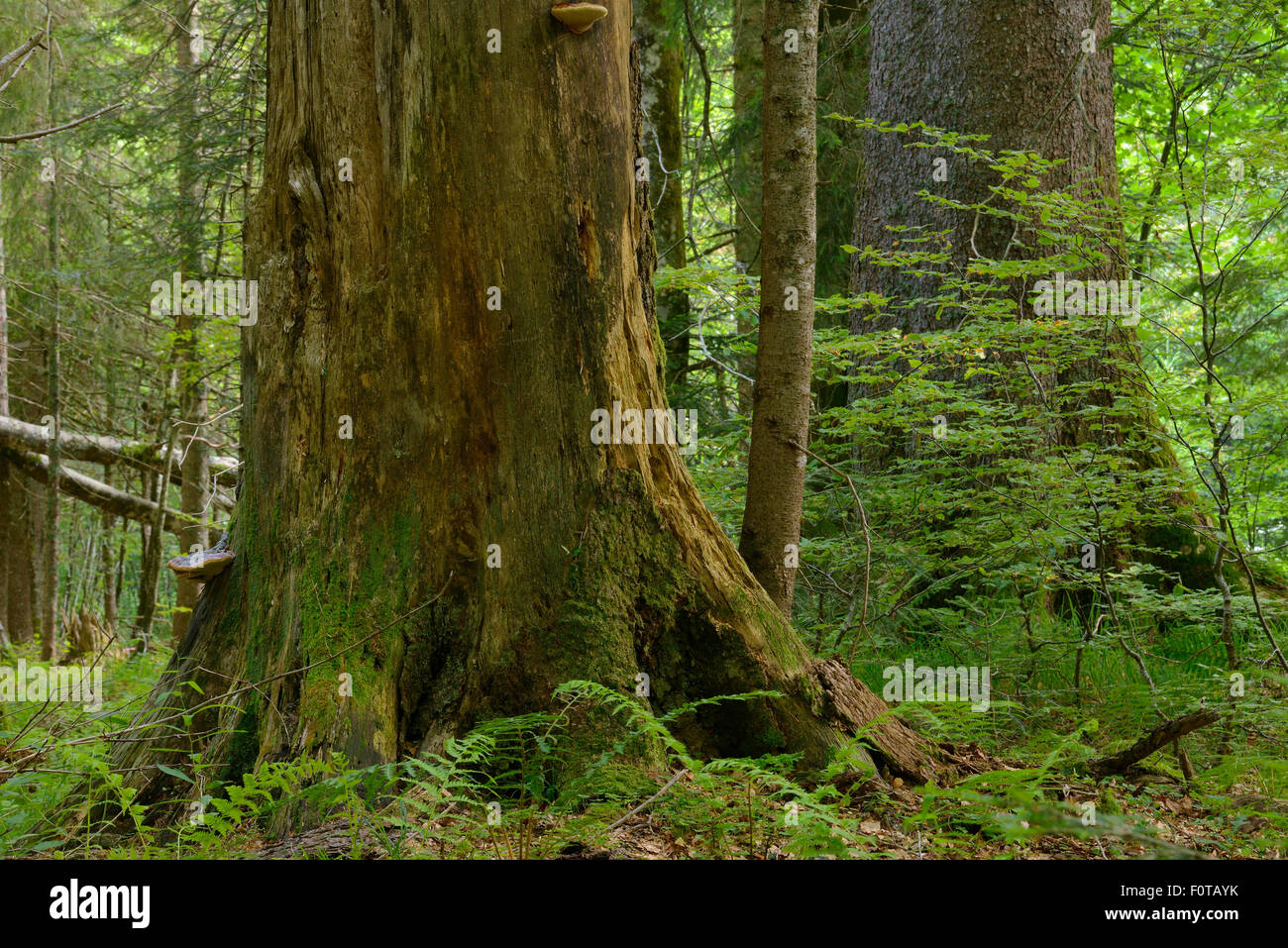Tanne (Abies sp), Buche (Fagus Silvatica) und Fichte (Picea Abies ...
