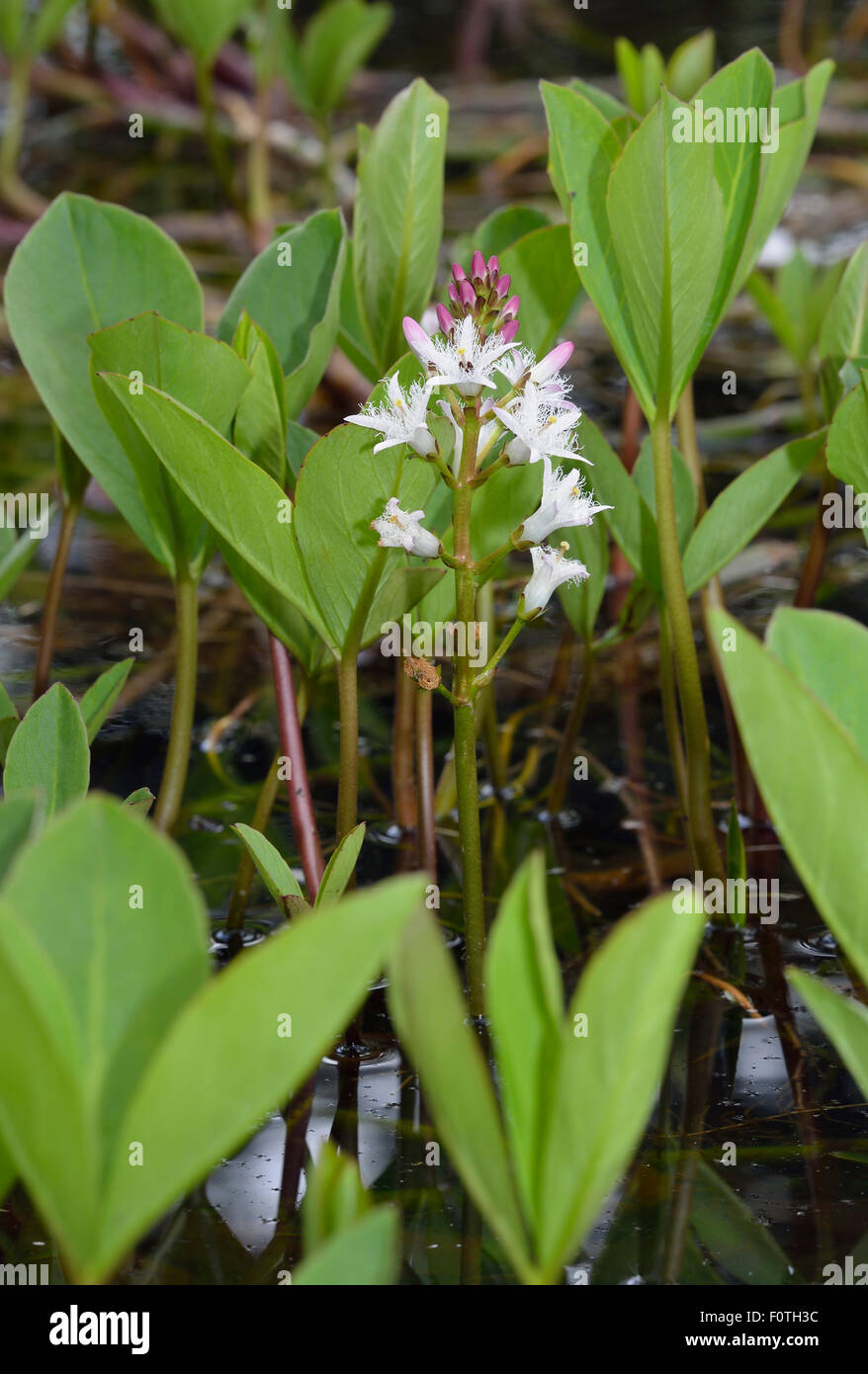 Fieberklee Menyanthes Trifoliata Werk Aquatische Lake Stockfotografie