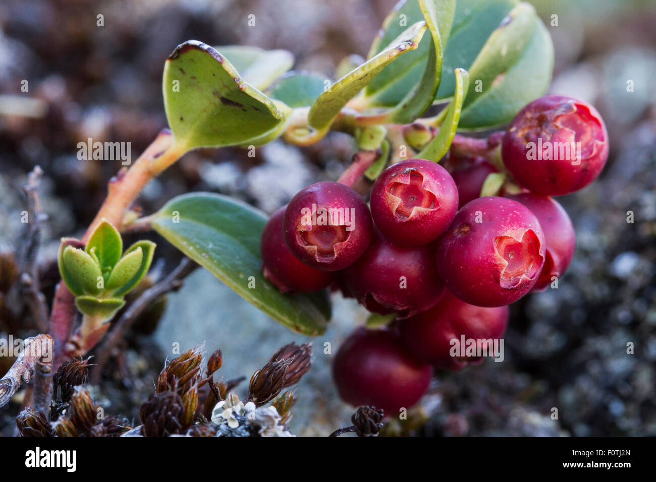 Vaccinium meridionale Stockfotos und -bilder Kaufen - Alamy