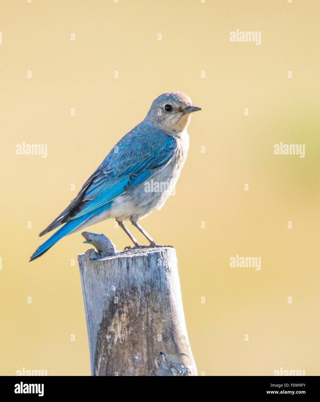 Vogel sitzend -Fotos und -Bildmaterial in hoher Auflösung – Alamy