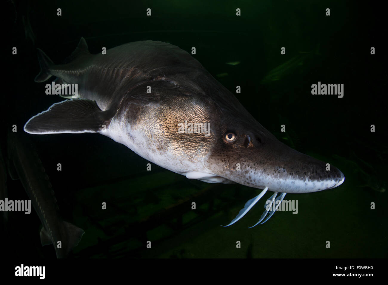 Europäischer Stör (Huso Huso) gefangen im Donau-Delta-Öko-Tourismus-Museumszentrum Aquarium in ...