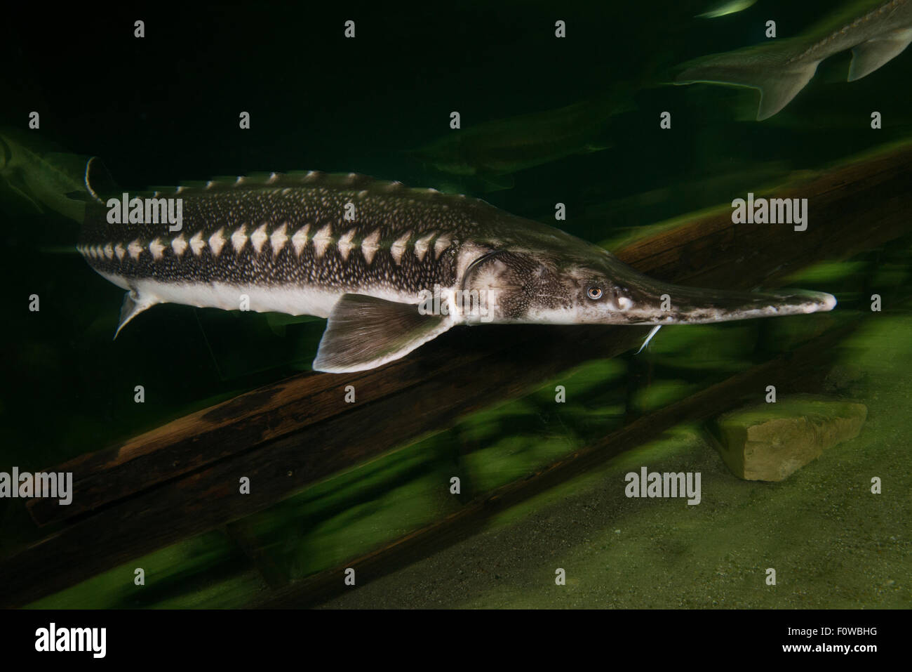 Sturgeon fish acipenser -Fotos und -Bildmaterial in hoher Auflösung – Alamy