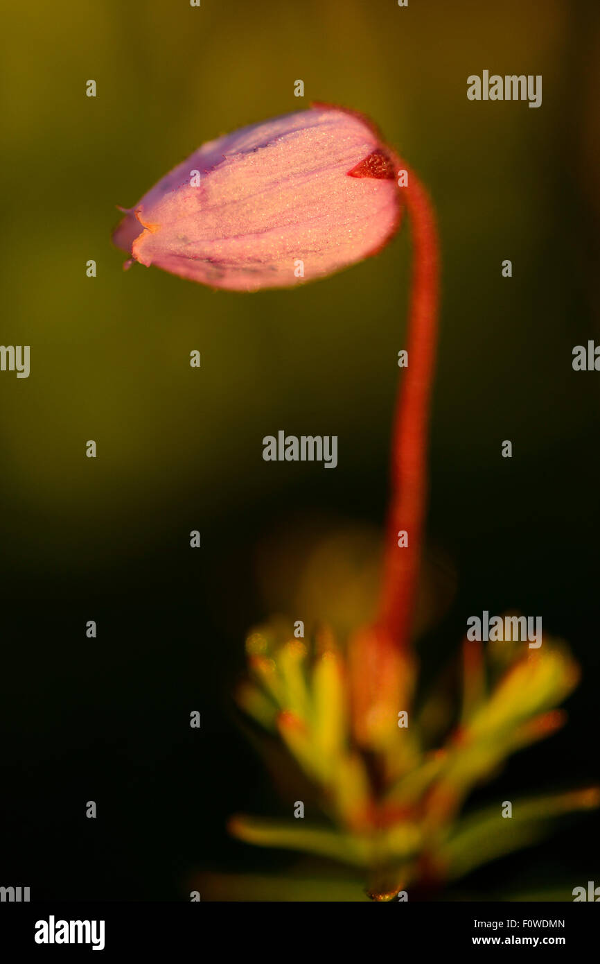 Phyllodoce bleue -Fotos und -Bildmaterial in hoher Auflösung – Alamy