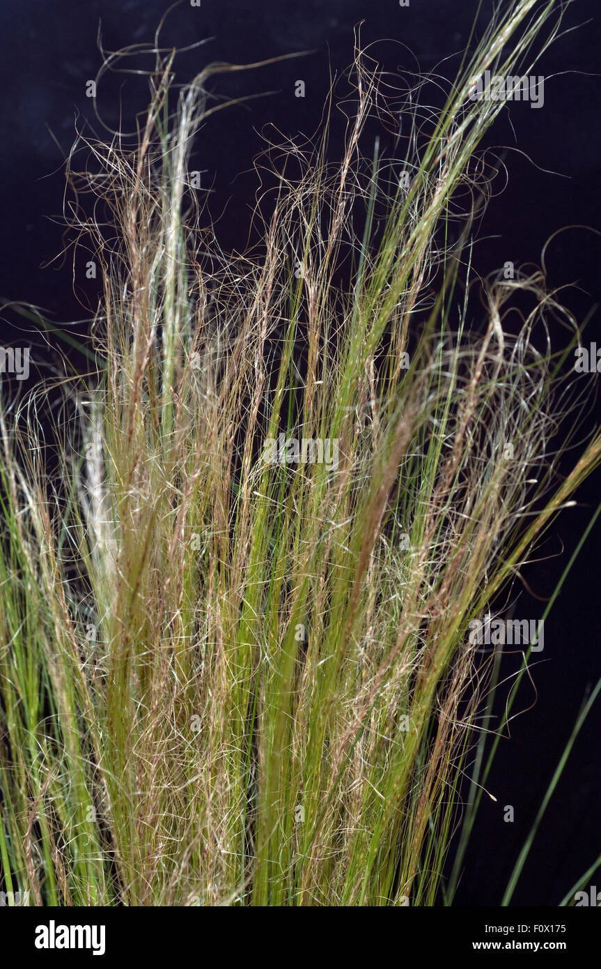 Zartes federgras -Fotos und -Bildmaterial in hoher Auflösung – Alamy
