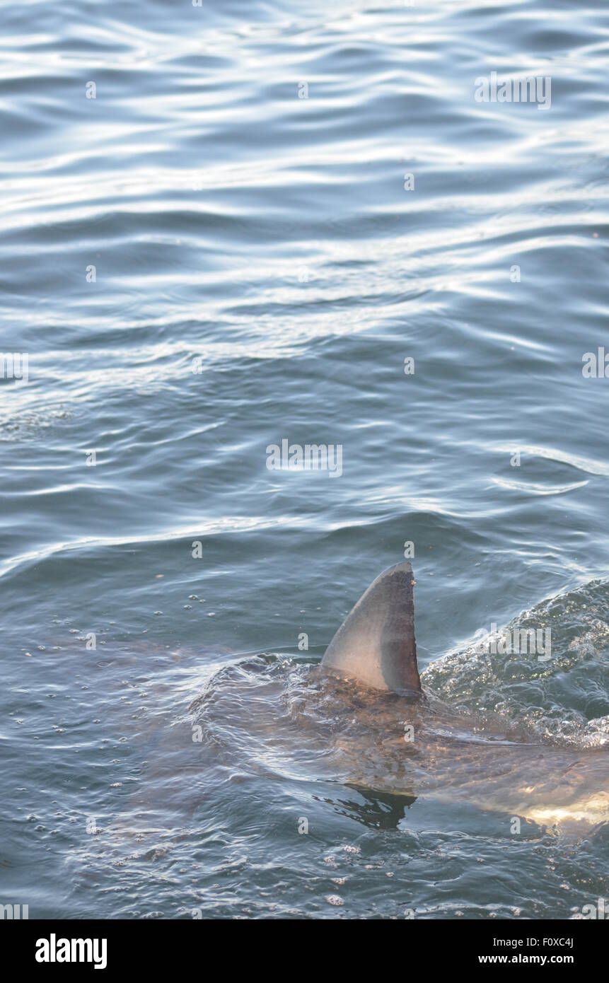 Der weiße Hai Stockfotografie - Alamy