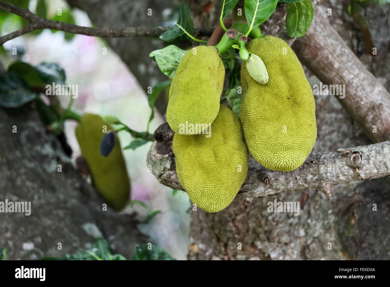 Eine Gruppe von stacheligen Jackfruit hängen an einem Ast an einem Baum ...