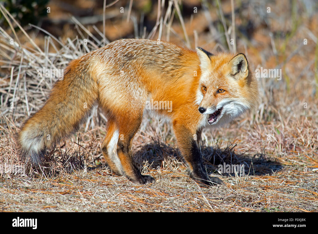 Der Rote Fuchs Stockfotos und -bilder Kaufen - Alamy