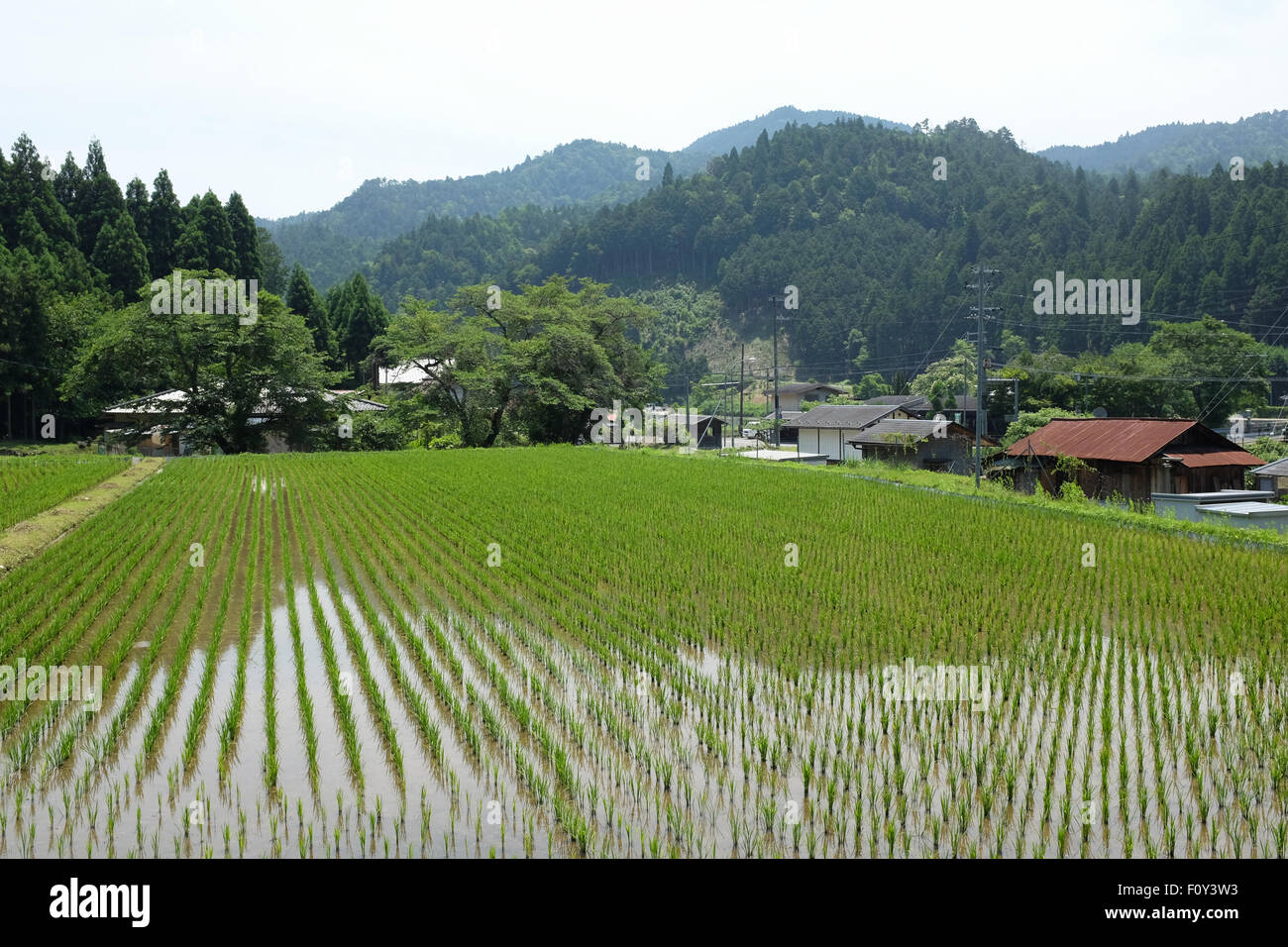 Japan rice field -Fotos und -Bildmaterial in hoher Auflösung – Alamy