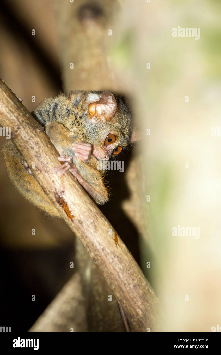 Philippinischer tarsier tarsier tarsius syrichta primate affe weltweit ...