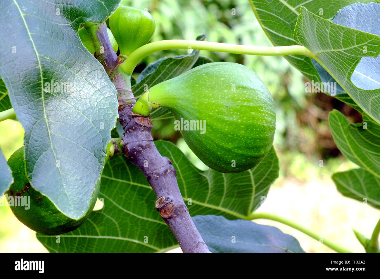 Common fig tree -Fotos und -Bildmaterial in hoher Auflösung – Alamy