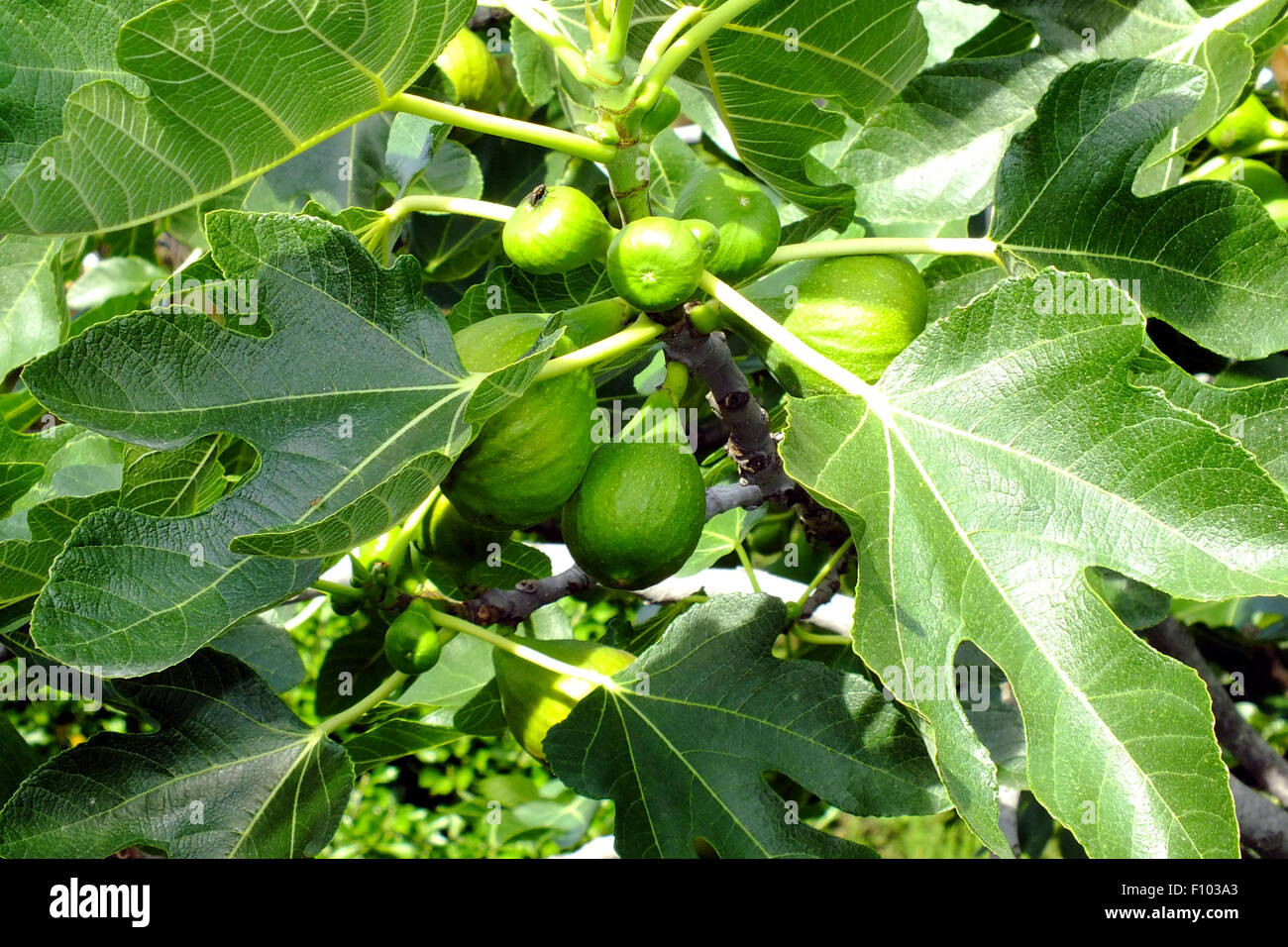 Common fig tree -Fotos und -Bildmaterial in hoher Auflösung – Alamy