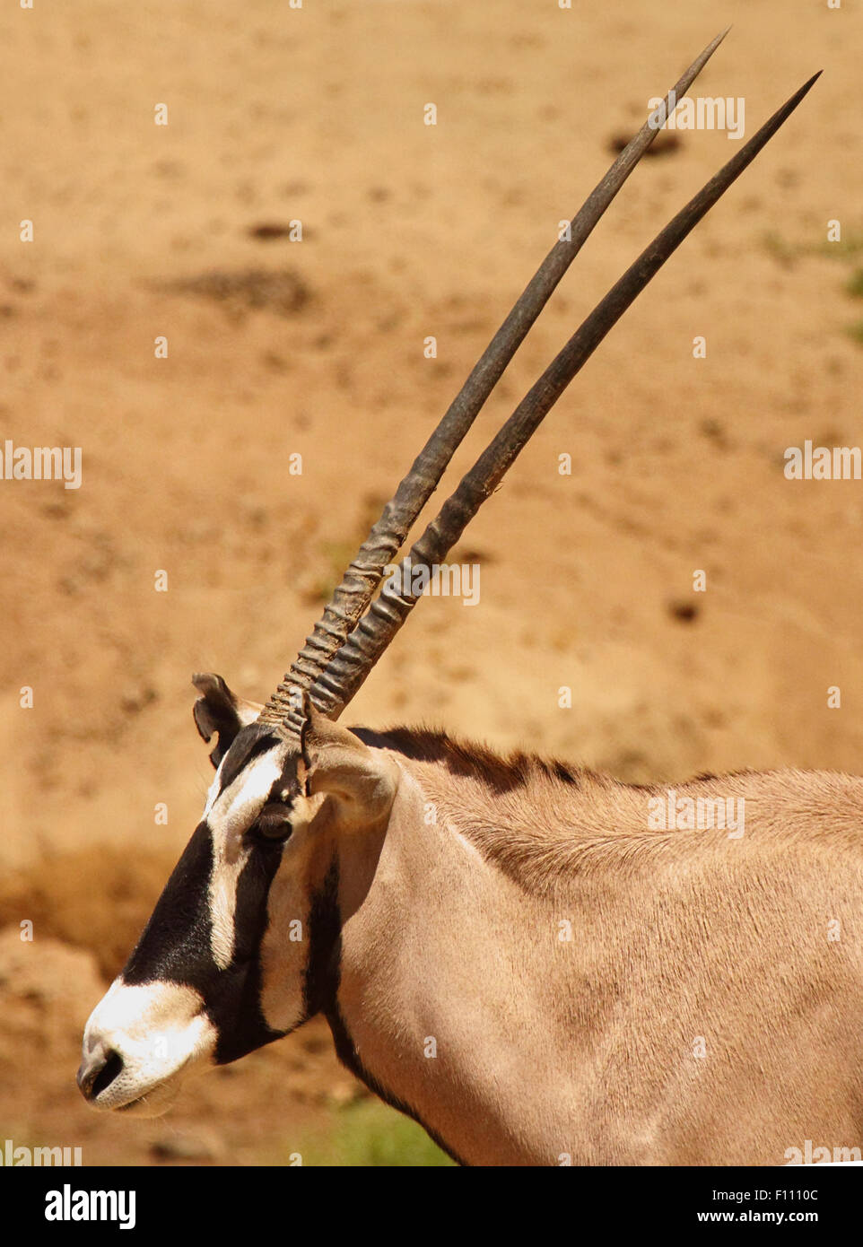 Species of oryx -Fotos und -Bildmaterial in hoher Auflösung – Alamy