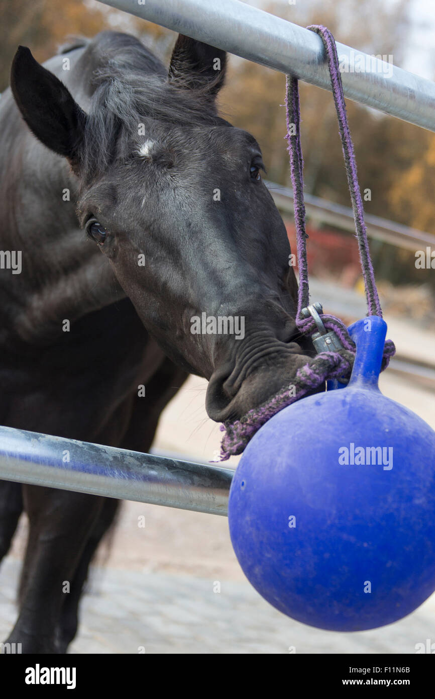 Pferd ball -Fotos und -Bildmaterial in hoher Auflösung – Alamy
