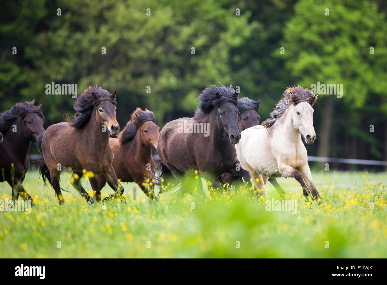Isländisches Pferd Herde Jungstuten im Galopp Weide Österreich ...
