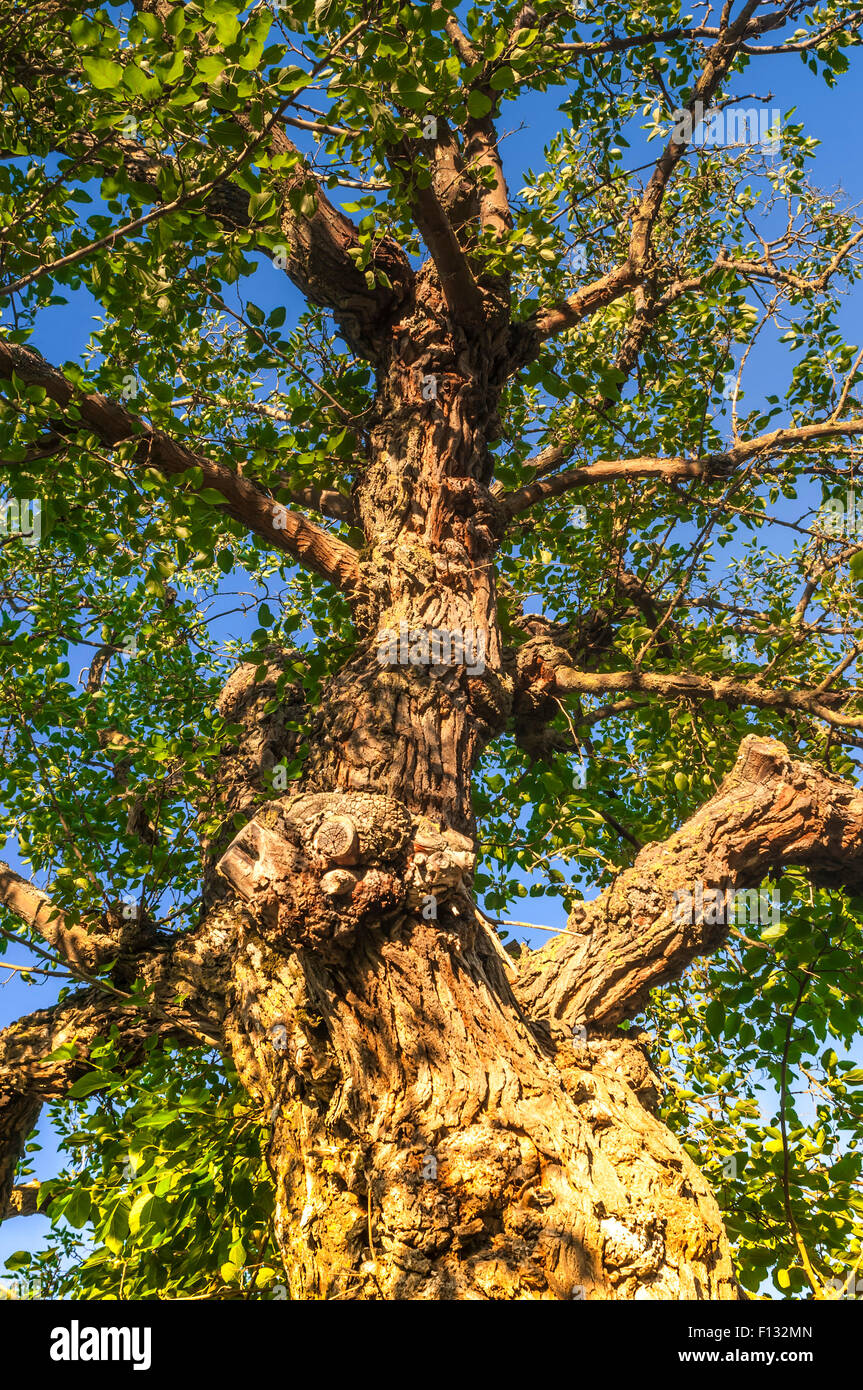 Maulbeerbaum Baum Stockfotos und -bilder Kaufen - Alamy