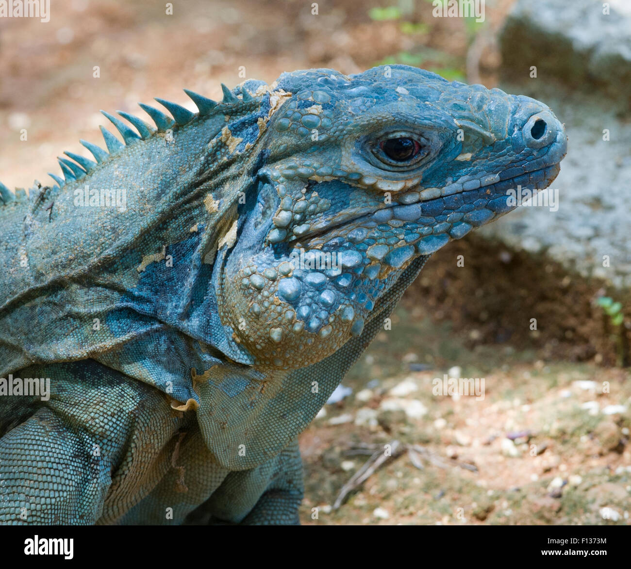 Blaue Leguan (Cyclura Lewisi) auf den Grand Cayman Islands ...