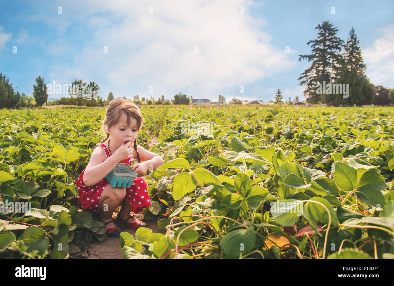Eine erdbeere -Fotos und -Bildmaterial in hoher Auflösung – Alamy