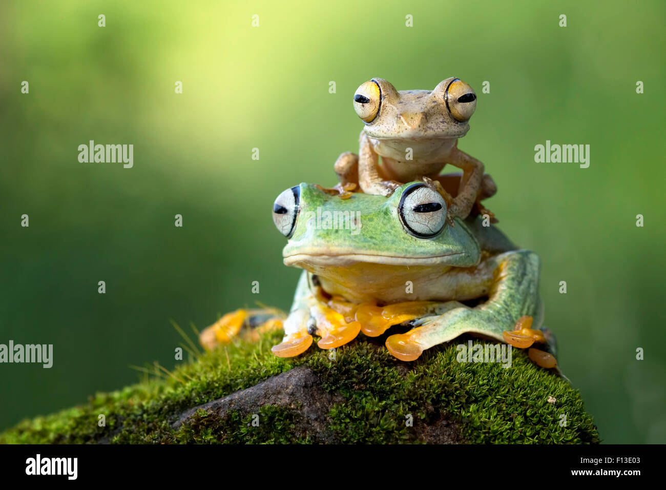 Small frog -Fotos und -Bildmaterial in hoher Auflösung – Alamy