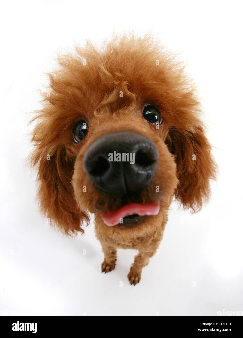 Roter Toypudel Blick in die Kamera, eine Zunge herausstrecken ...