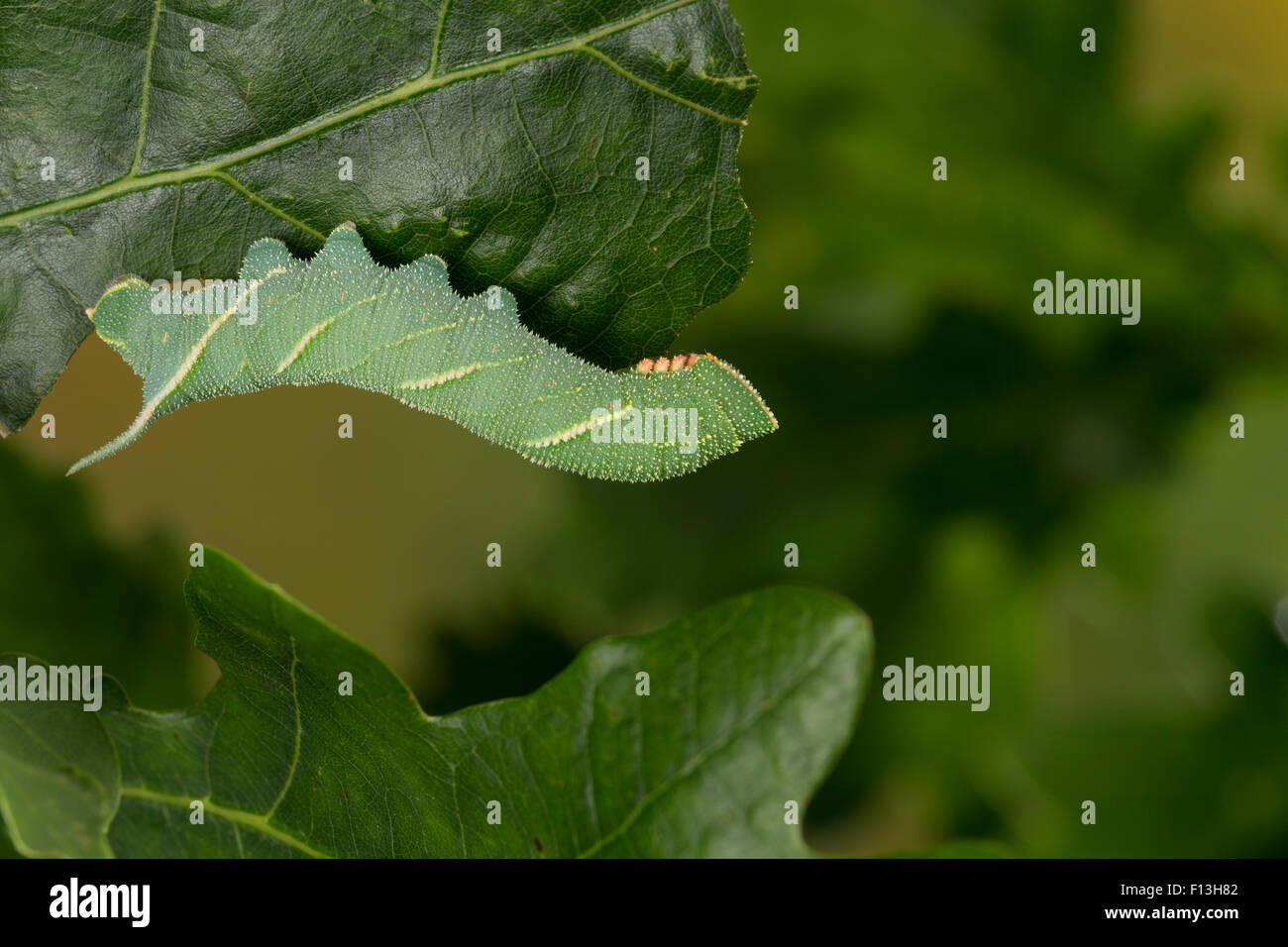 Eichenfalter raupe -Fotos und -Bildmaterial in hoher Auflösung – Alamy