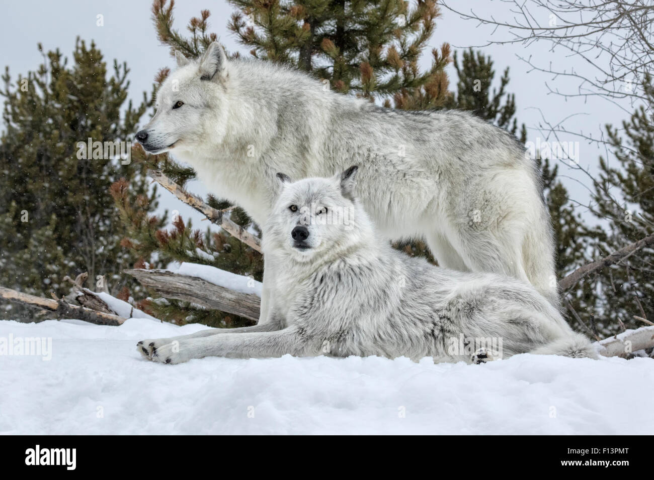 Graues wolfspaar -Fotos und -Bildmaterial in hoher Auflösung – Alamy