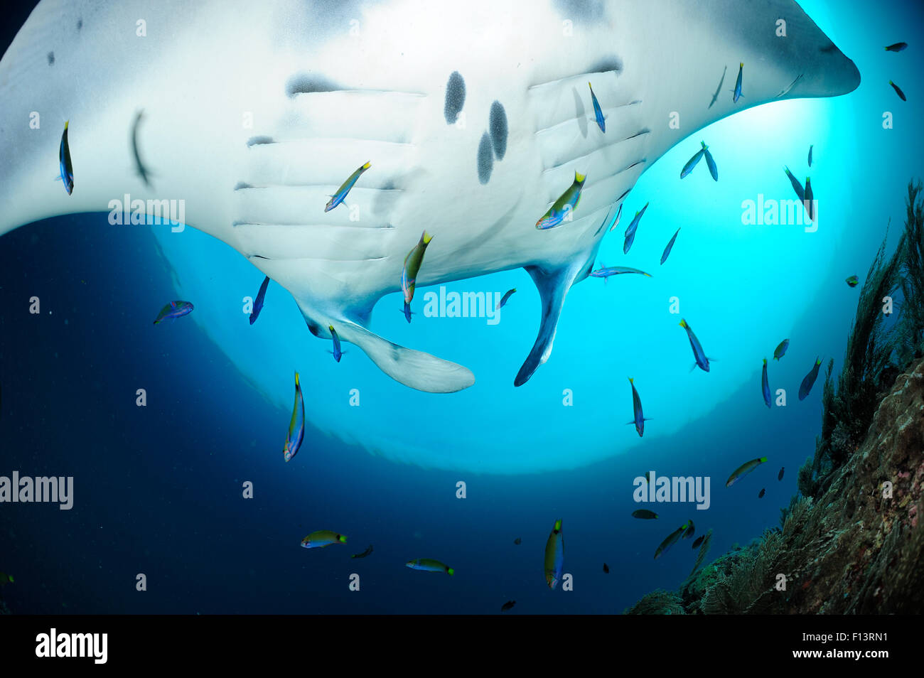 Riesigen Mantarochen (Manta Birostris) bei der Reinigung station Nord ...