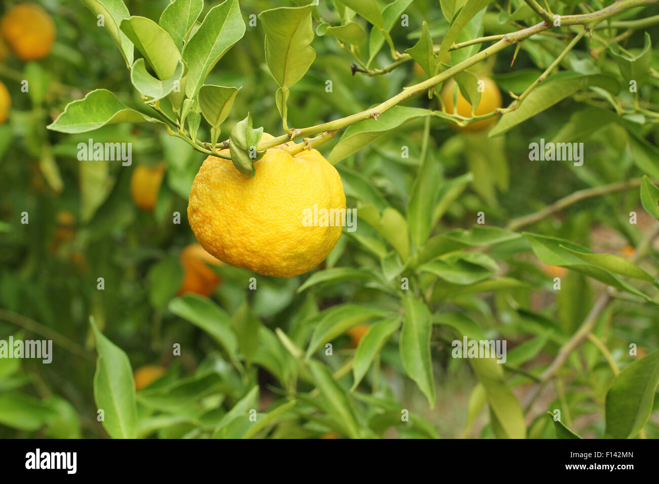 Japanische limette -Fotos und -Bildmaterial in hoher Auflösung – Alamy
