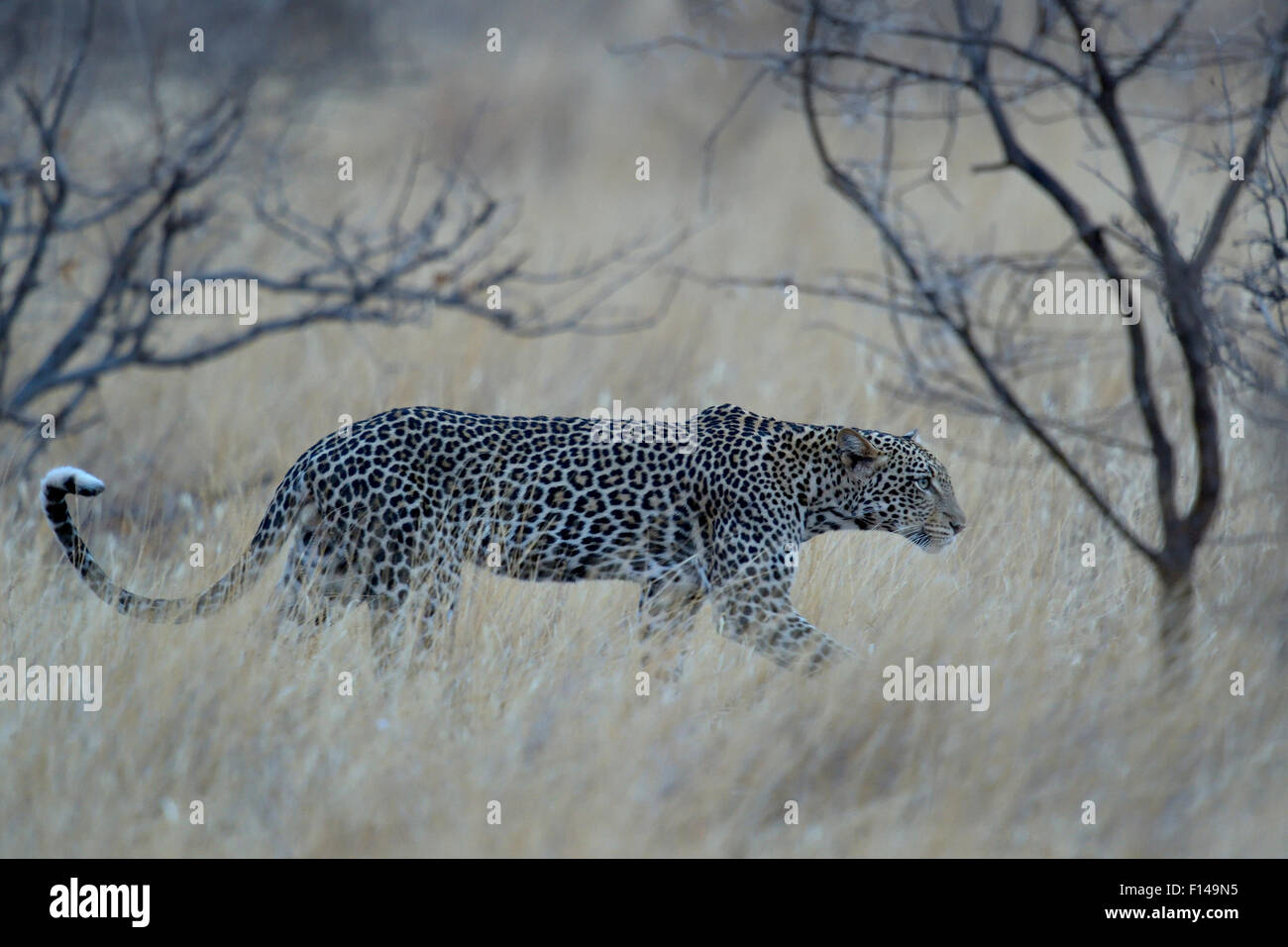 Leopard Profile Stockfotos und -bilder Kaufen - Alamy
