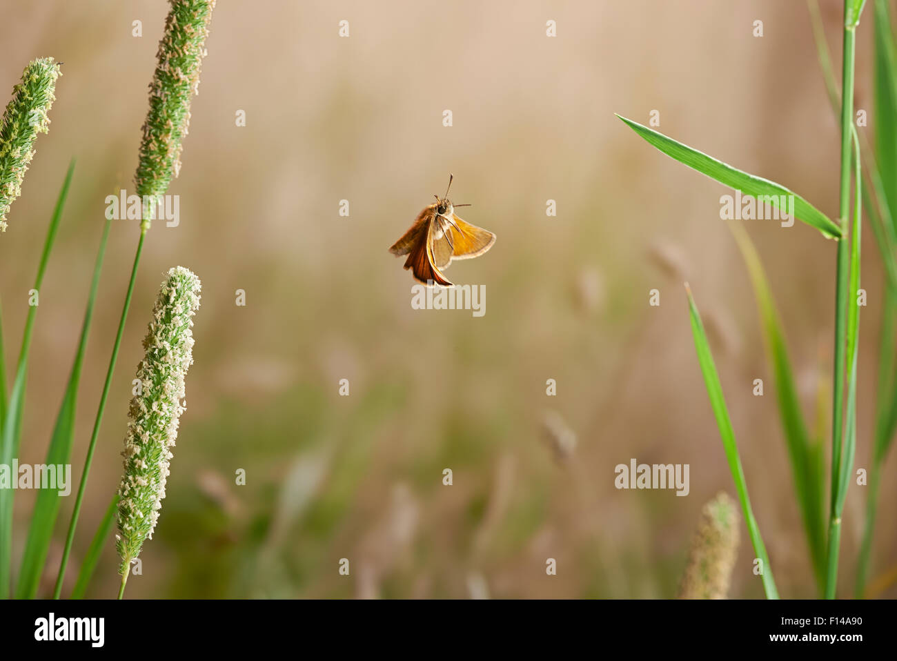 Thymelicus skipper -Fotos und -Bildmaterial in hoher Auflösung – Alamy