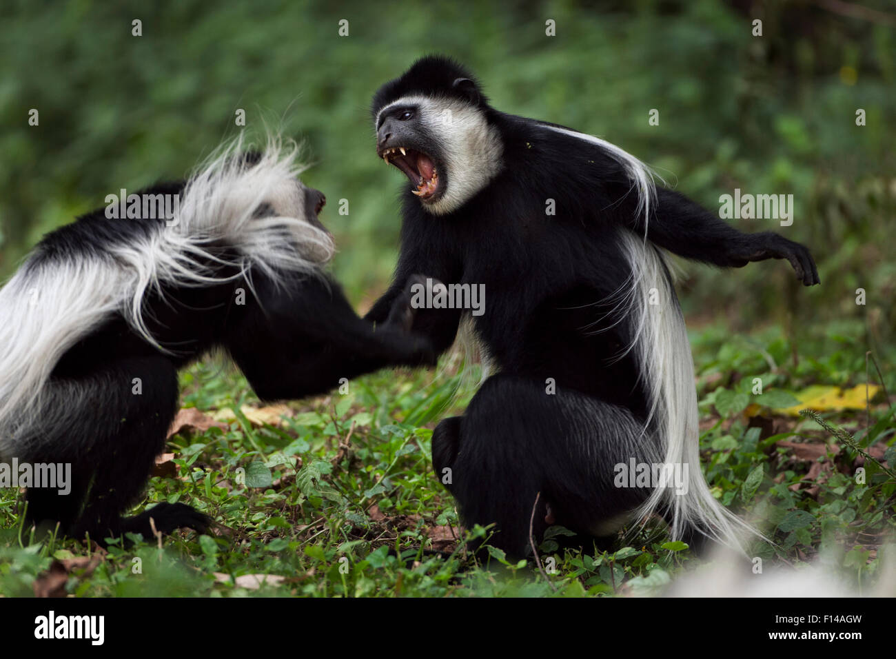 Östlichen schwarz-weißen Stummelaffen (Colobus Guereza) Affen spielen ...