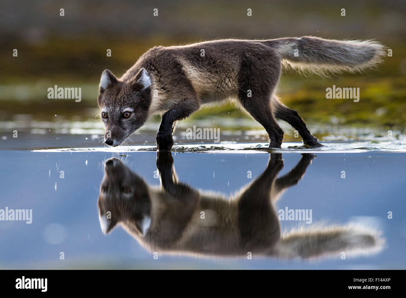 Polarfuchs (Vulpes Lagopus) auf der Suche nach Nahrung in seichtem ...