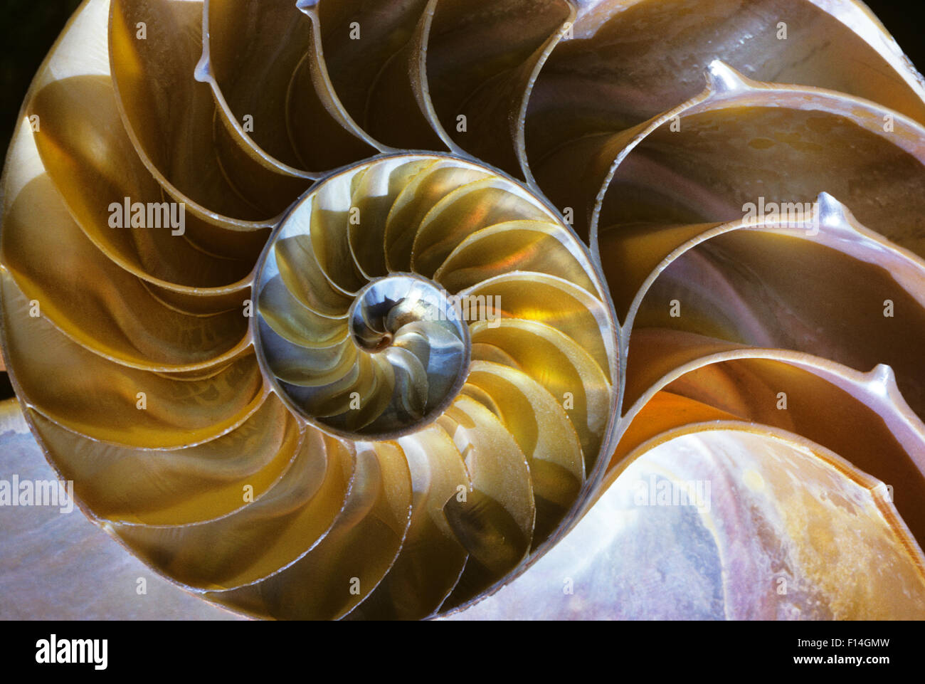 CHAMBERED NAUTILUS Nautilus Pompilius SHELL schneiden IN halben zeigt A ... CHAMBERED NAUTILUS Nautilus Pompilius SHELL schneiden IN halben zeigt A ...