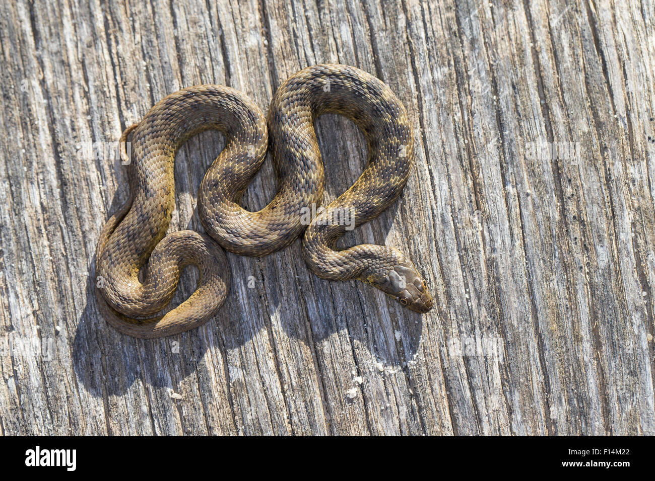 Viperine Schlange, viperine Wasserschlange, viperine Ringelnatter ...
