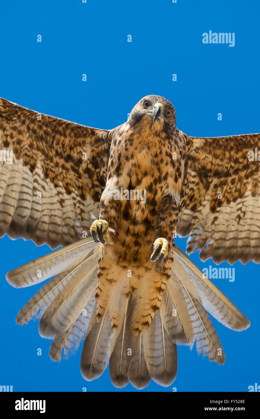 Falkenarten Der Welt Stockfotos und -bilder Kaufen - Alamy