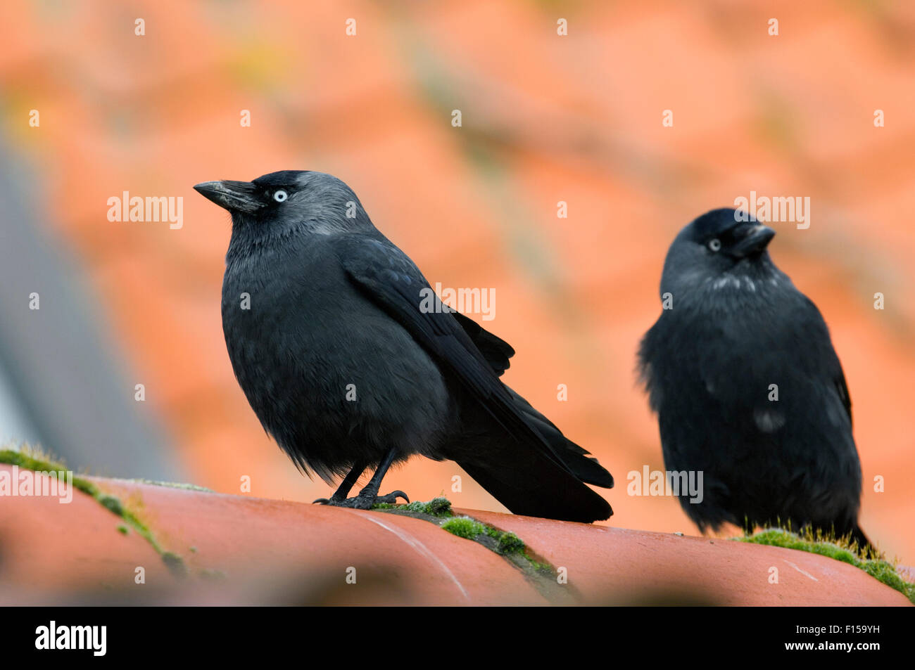 Zwei Western Dohlen / Europäische Dohle (Corvus Monedula / Coloeus ...