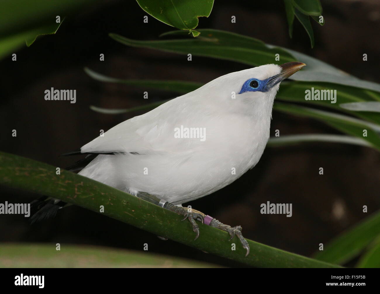 Rothschilds oder Bali Mynah Bird (Leucopsar Rothschildi), aka Bali ...