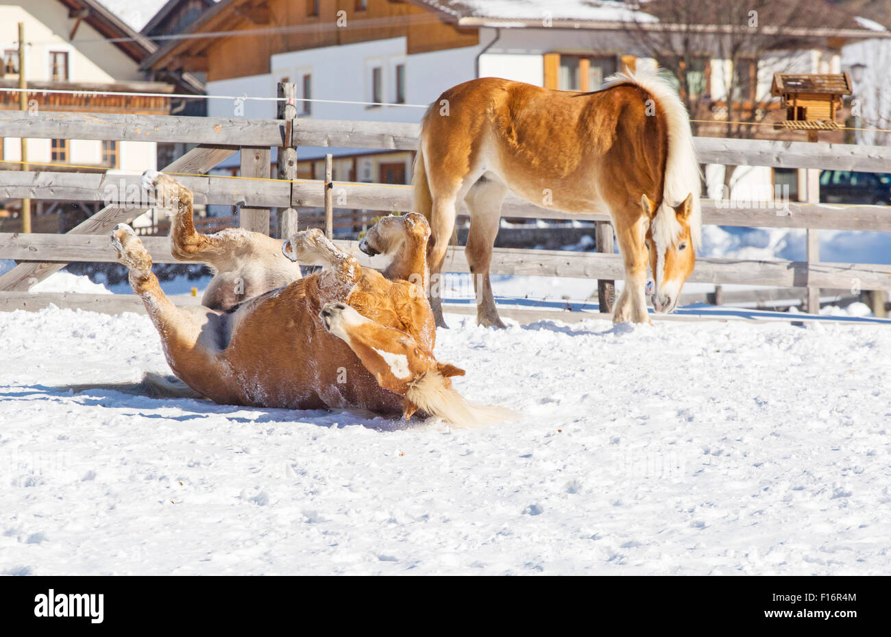 Horse rolling in paddock -Fotos und -Bildmaterial in hoher Auflösung ...