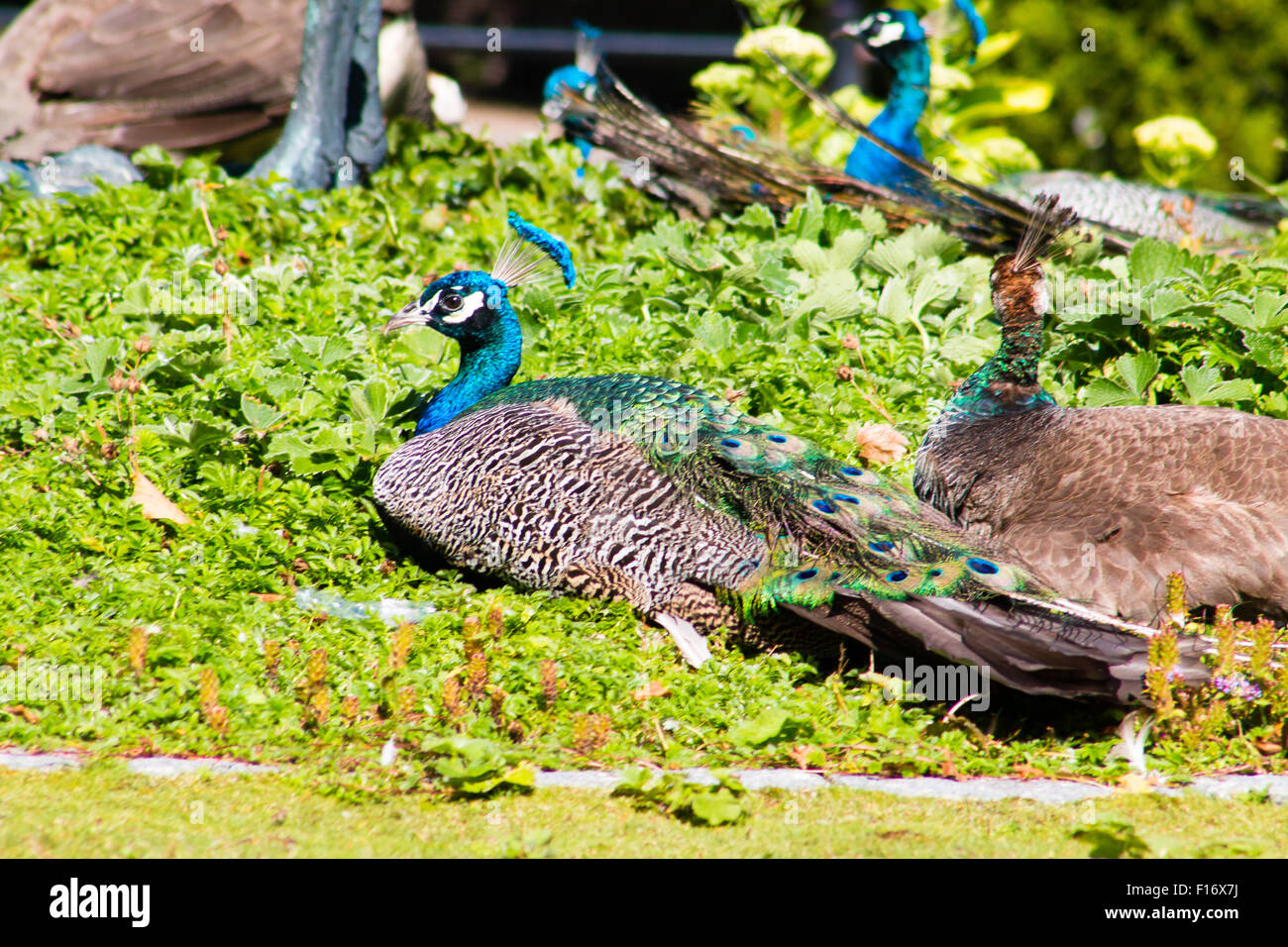 Blauer hahn -Fotos und -Bildmaterial in hoher Auflösung – Alamy