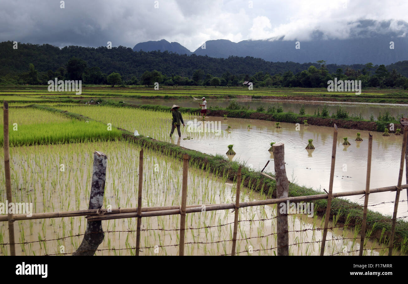 Rice farmers -Fotos und -Bildmaterial in hoher Auflösung – Alamy