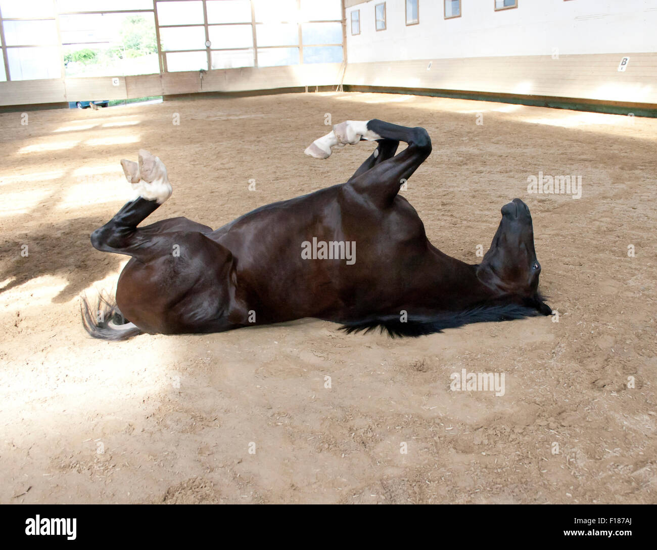 Auf Dem Kopf Stehendes Pferd Stockfotos und -bilder Kaufen - Alamy