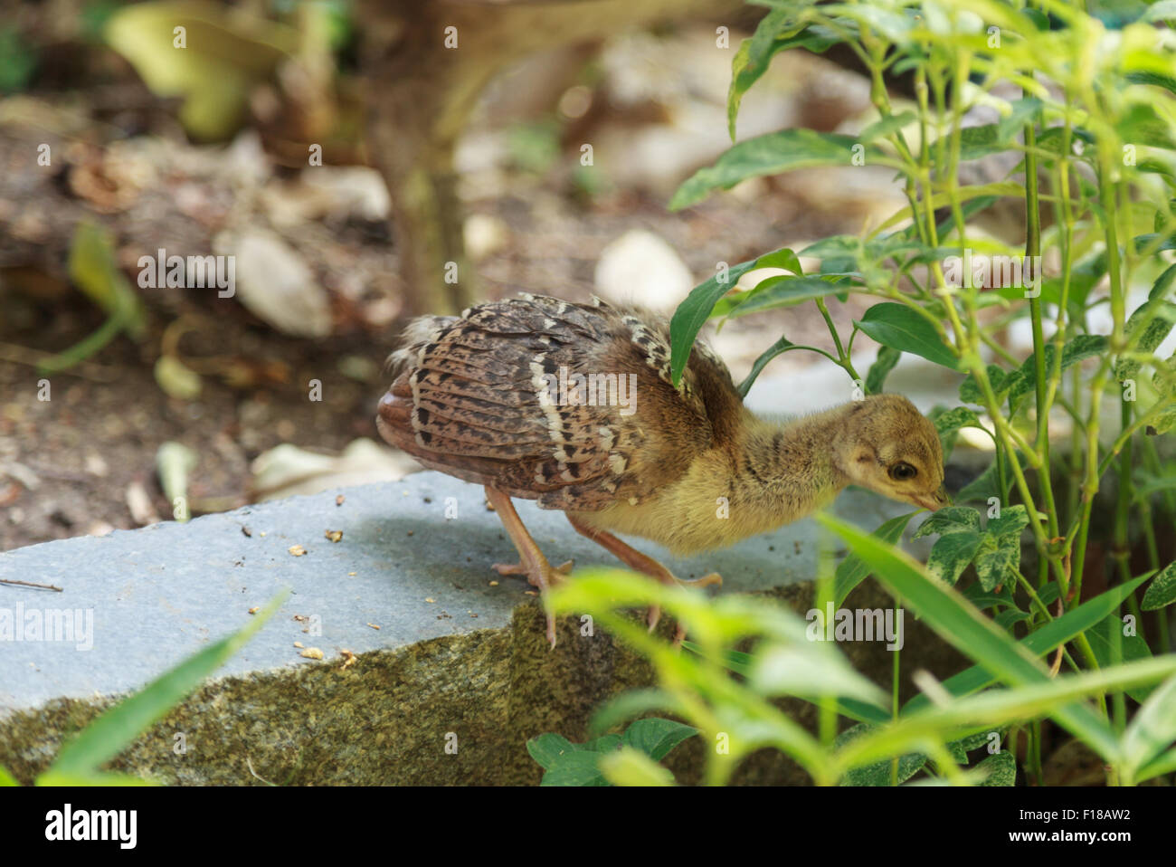Baby peacock -Fotos und -Bildmaterial in hoher Auflösung - Seite 2 - Alamy
