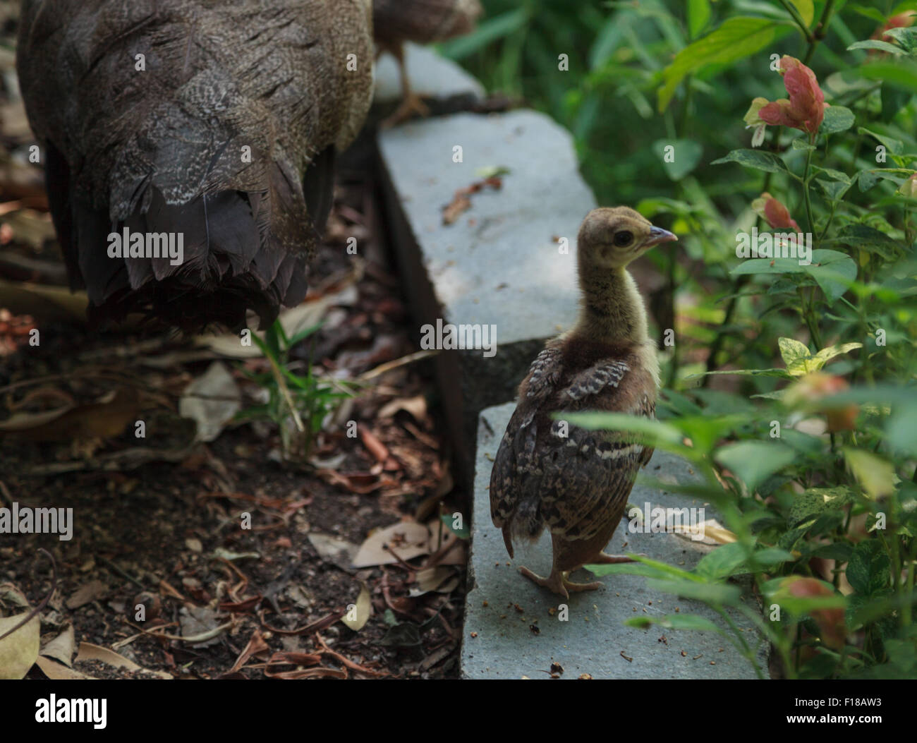 Pfauen küken -Fotos und -Bildmaterial in hoher Auflösung – Alamy