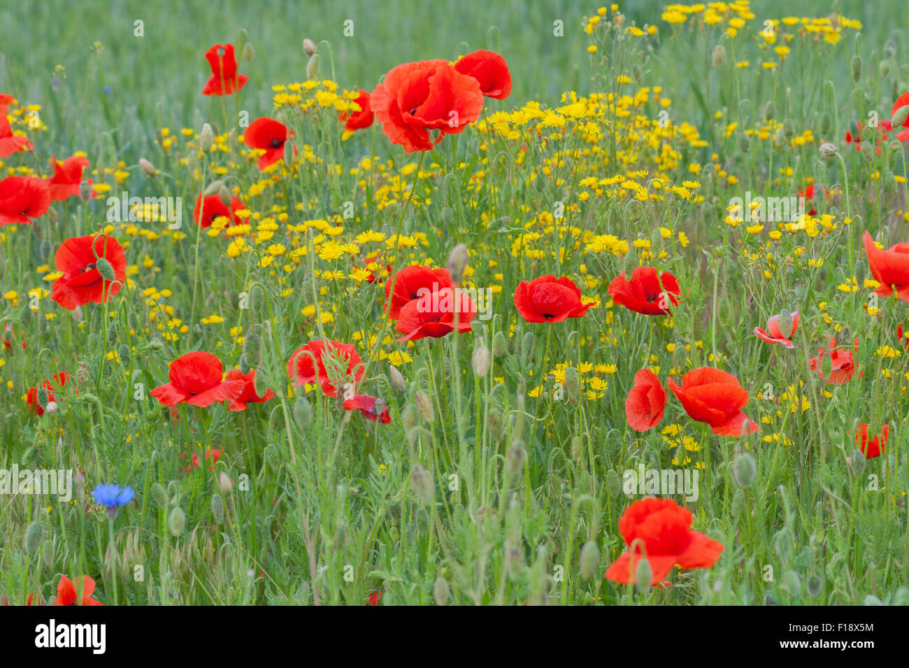 Gelbes feld von wildblumen -Fotos und -Bildmaterial in hoher Auflösung ...
