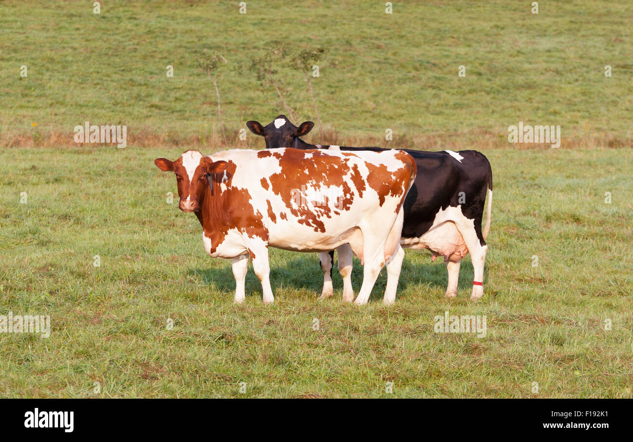 Red holstein cattle -Fotos und -Bildmaterial in hoher Auflösung – Alamy